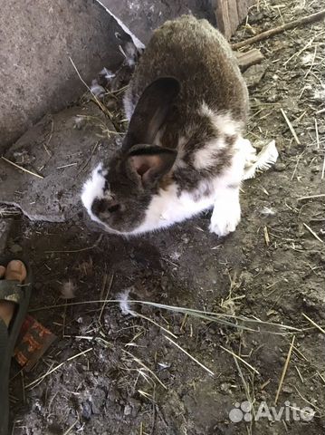 Продам кроликов