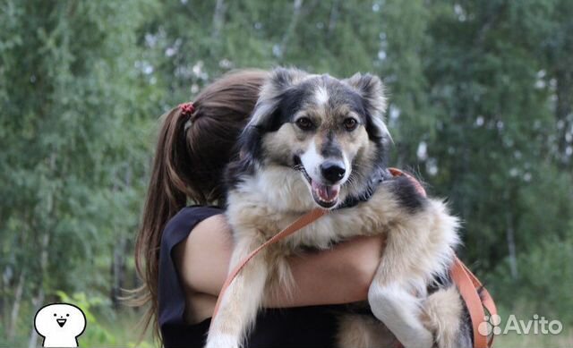 Ручная Моника в добрые руки