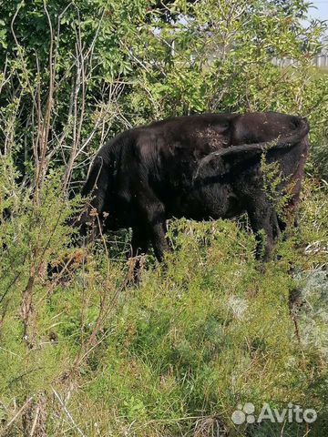 Тёлочки обмен