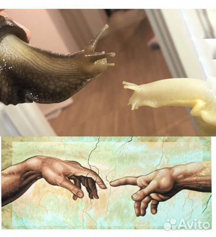 Улитки ахатины ретикулята