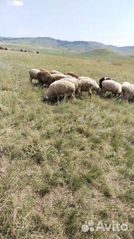 Ягнята ярки баранчики