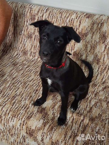 Собаки бесплатно в добрые руки щенки