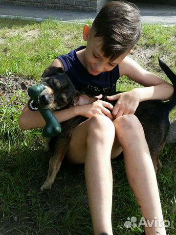 Собака в добрые руки щенок