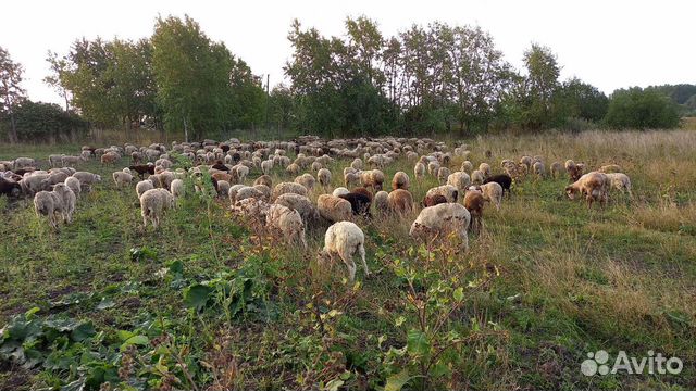 Ягнята барашки