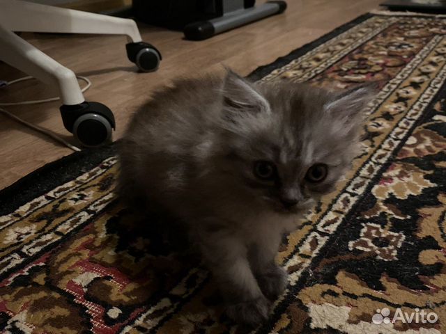 Котенок девочка, в добрые руки