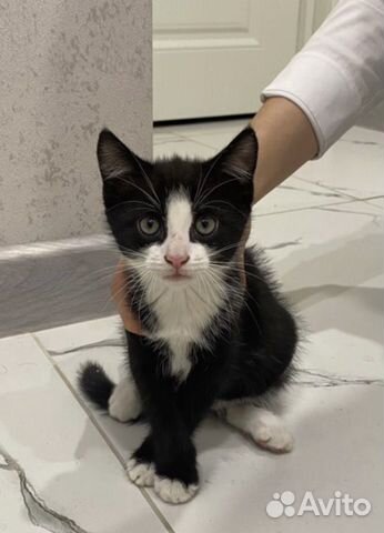 Милый котенок Маркизик 2 месяца в добрые руки