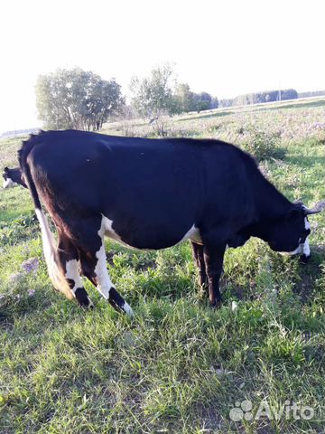 Телки стельные