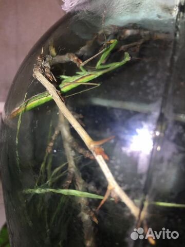 Богомол обыкновенный