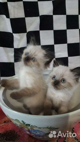 Котята Невские маскарадные