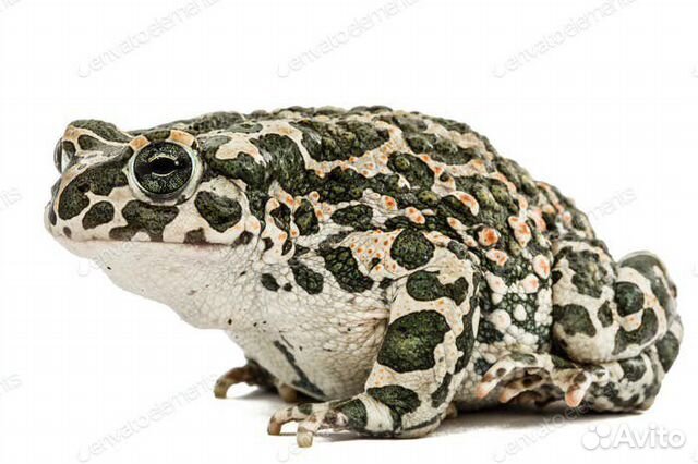 Зеленая жаба (bufo viridis)
