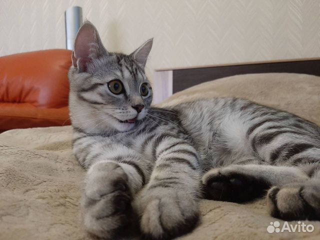 Шотландский прямоухий кот