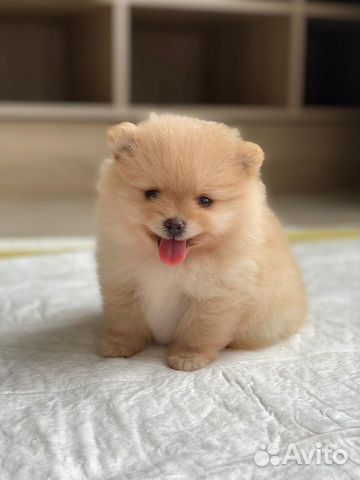 Щенок Померанского Шпица