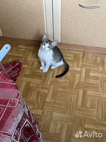 Котенок девочка в добрые руки