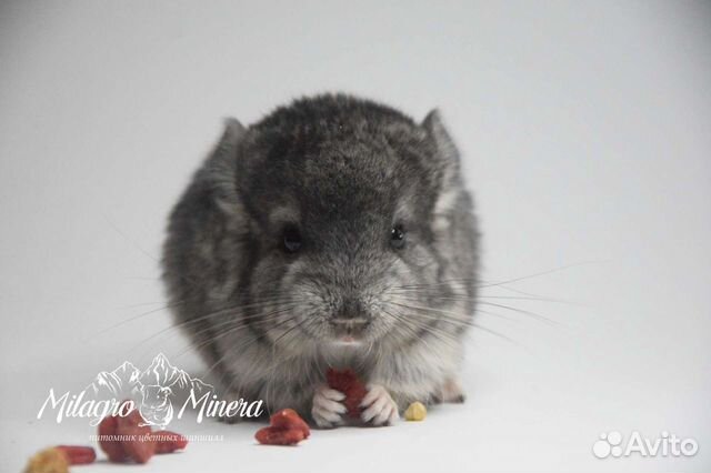 Шиншиллка девочка 1 месяц