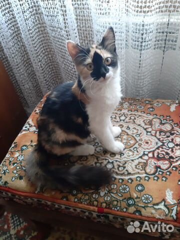 Мега-ласковая кошечка хочет к вам на руки