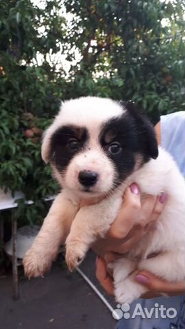 Ищут дом щенки мелкой Собачки Девочки