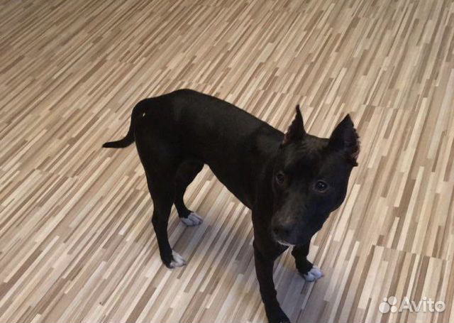 Щенок стаффорда