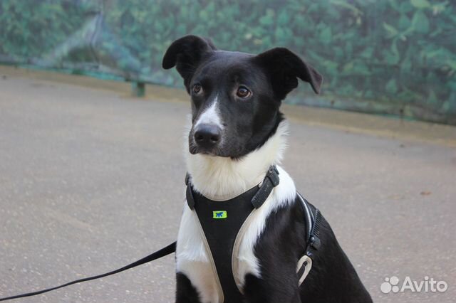 Эмми собака в дар, щенок