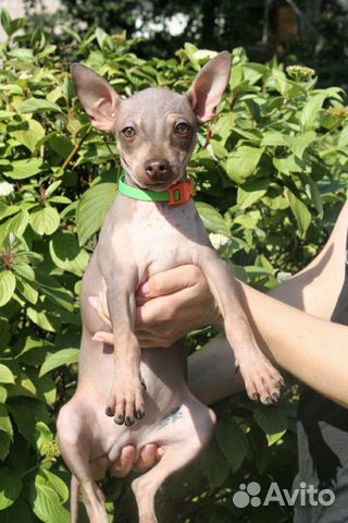 Мальчик агт