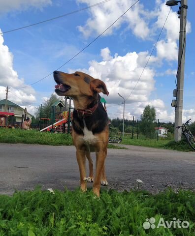 Собака