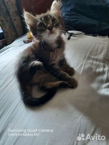 Отдам в добрые руки кетенка