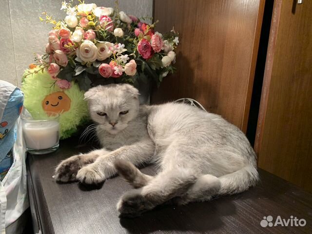 Шотландская вислоухая кошка