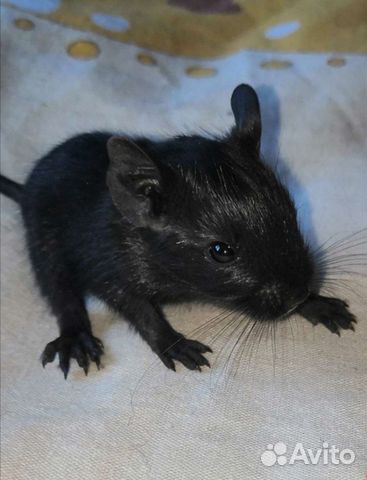 Отдам дегу бесплатно