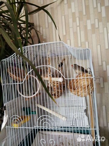 Амадины в клетке