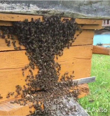 Ульи с пчелами