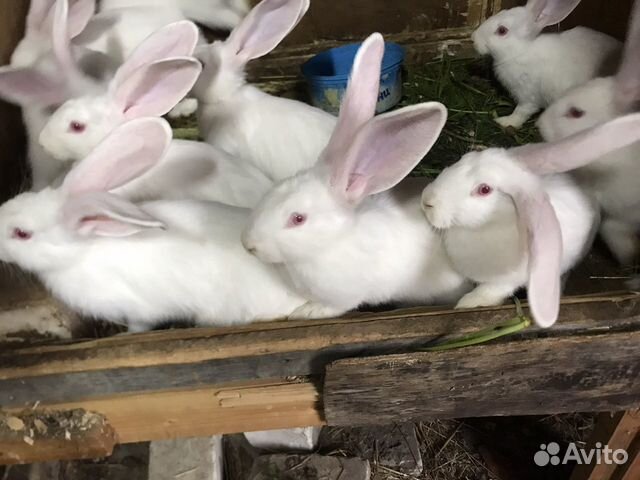 Кролики белый великан