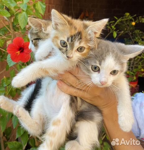 Котята для счастья :)