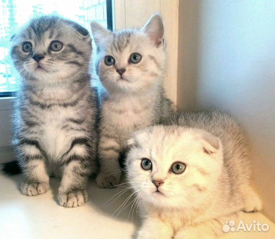 Роскошные Серебристые Шотландцы (мрамор и пятно)