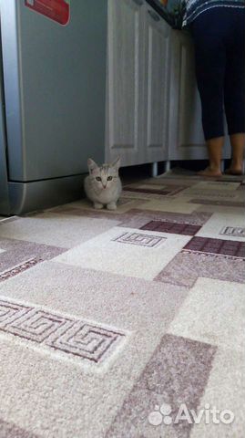 Котята в добрые руки даром