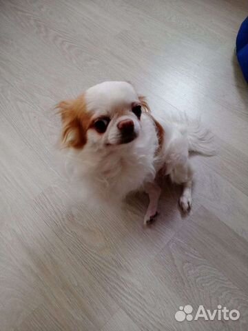 Чихуахуа девочка