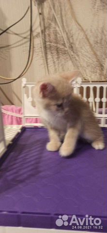 Котик