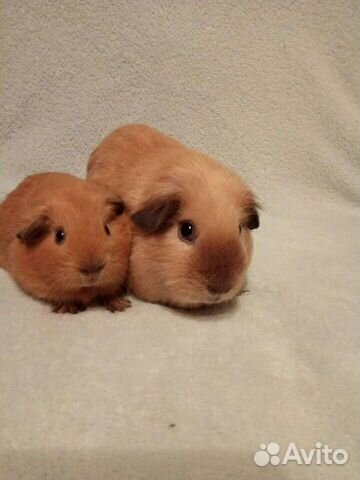 Мальчик Калифорния