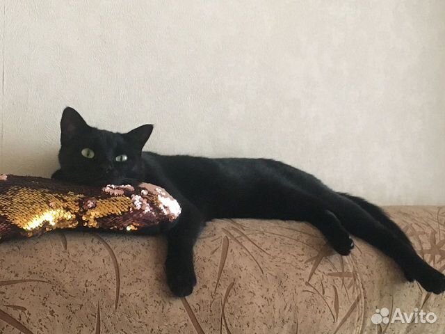Отдам кота в добрые руки