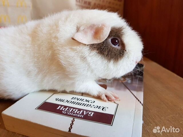 Морская свинка американский тедди самка