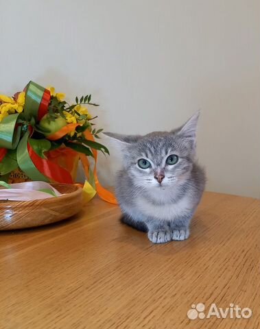 Котенок в дар бесплатно