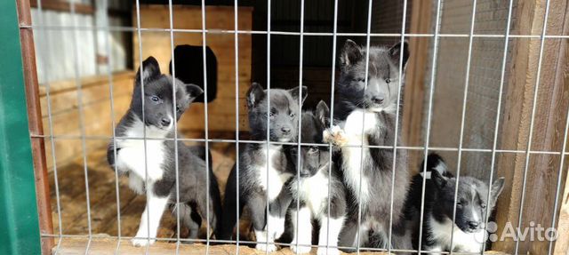 Продажа щенков рэл