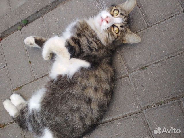Кошка стерилизованная, лаковая в добрые руки