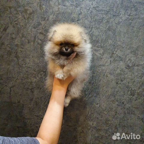 Мишка Барни