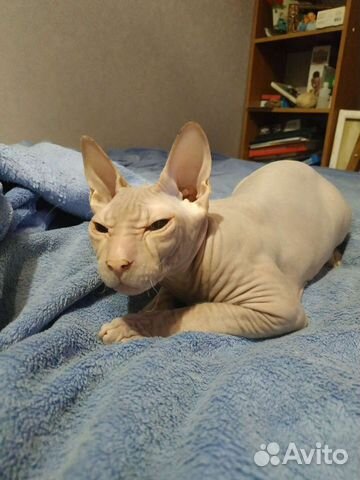 Донской сфинкс