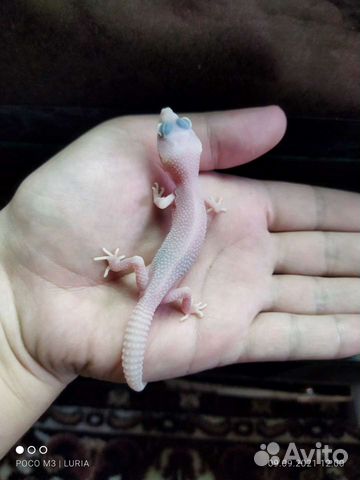 Эублефар белее белого Diablo Blanco