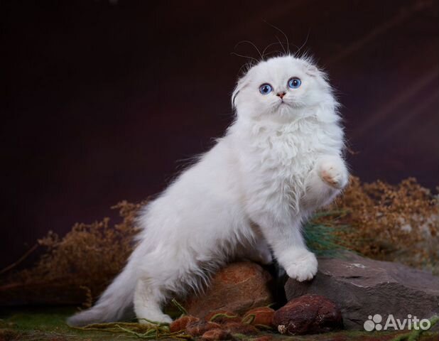 Шиншилла хайленд фолд