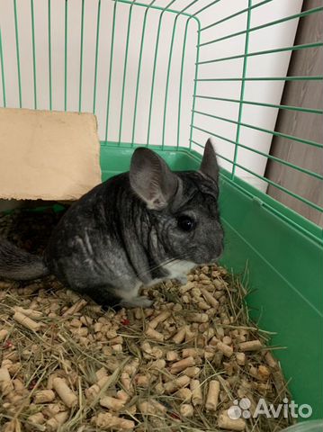 Шиншилла с клеткой