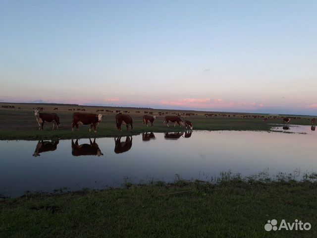 Племенные тёлки