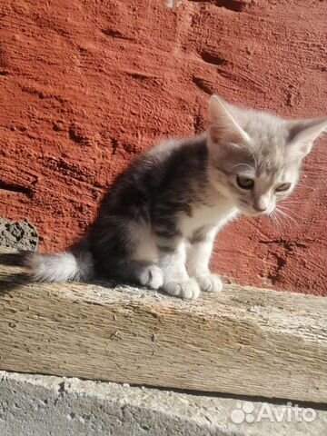 Котята в дар