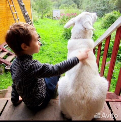 Собака в добрые руки