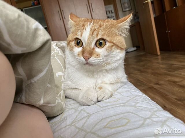 Кот Перс